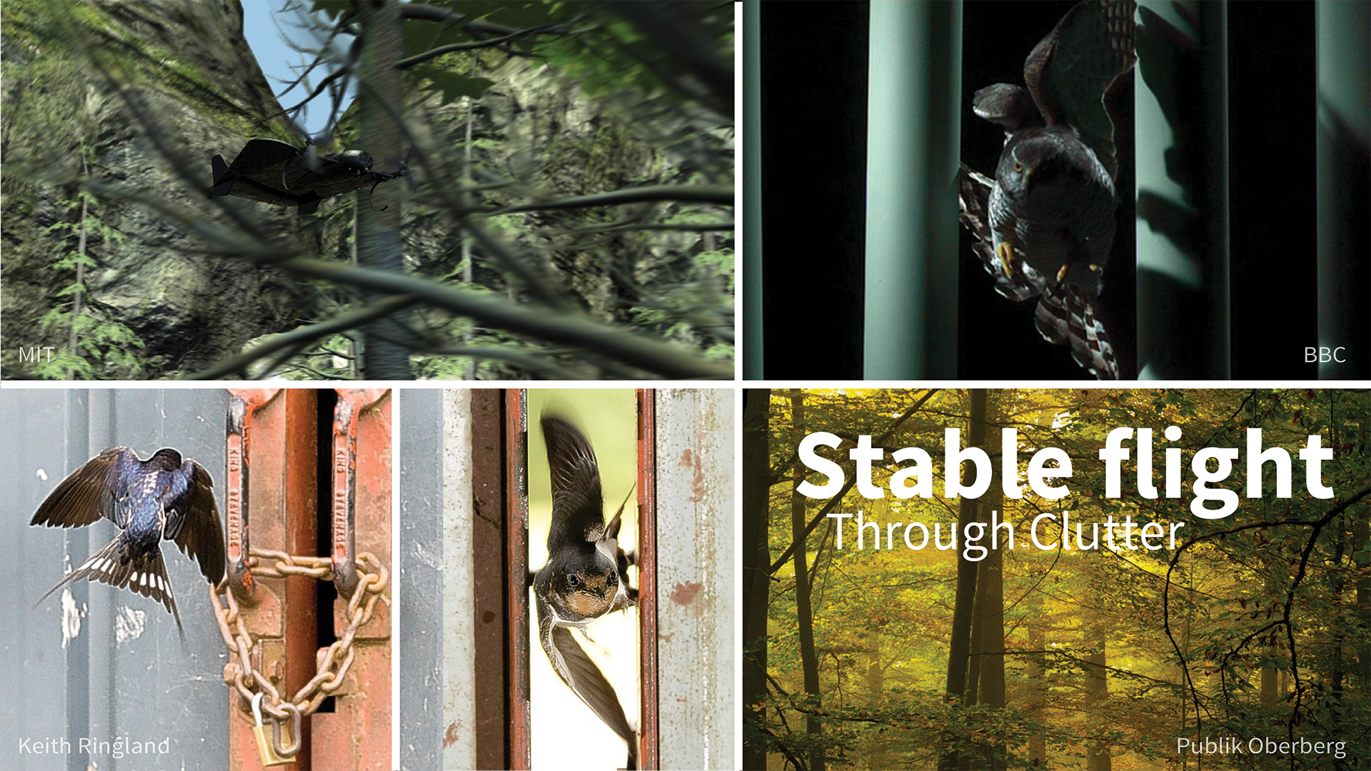 Research Project Examples - LentinkLab