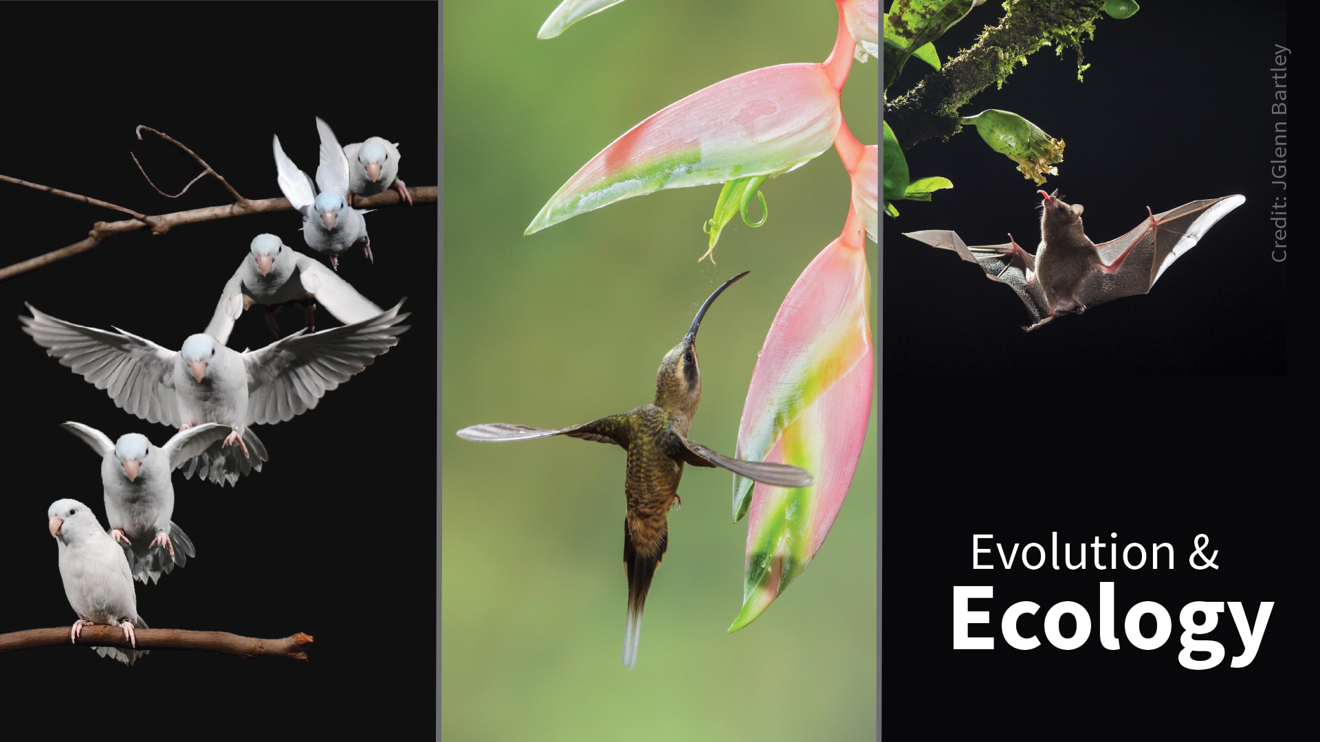 Biological Questions - LentinkLab